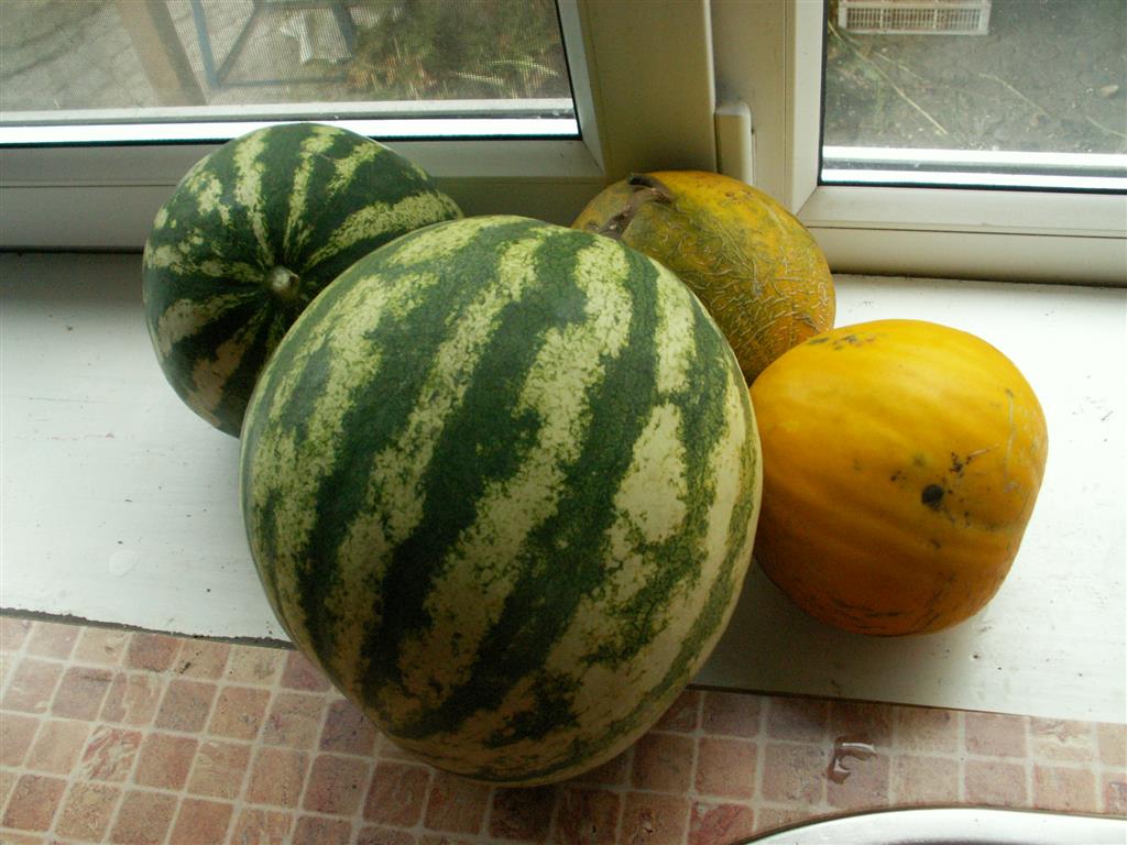 Mein Ukraineblog - Leben in der Ukraine • Kurioses • Reizvolles ...